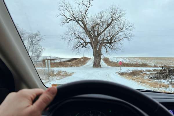 The Curious Story Behind The Tree In The Middle Of The Road - Let's Go Iowa