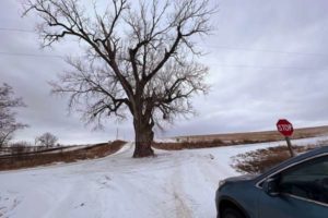 The Curious Story Behind The Tree In The Middle Of The Road - Let's Go Iowa