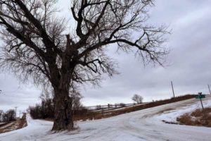 The Curious Story Behind The Tree In The Middle Of The Road - Let's Go Iowa